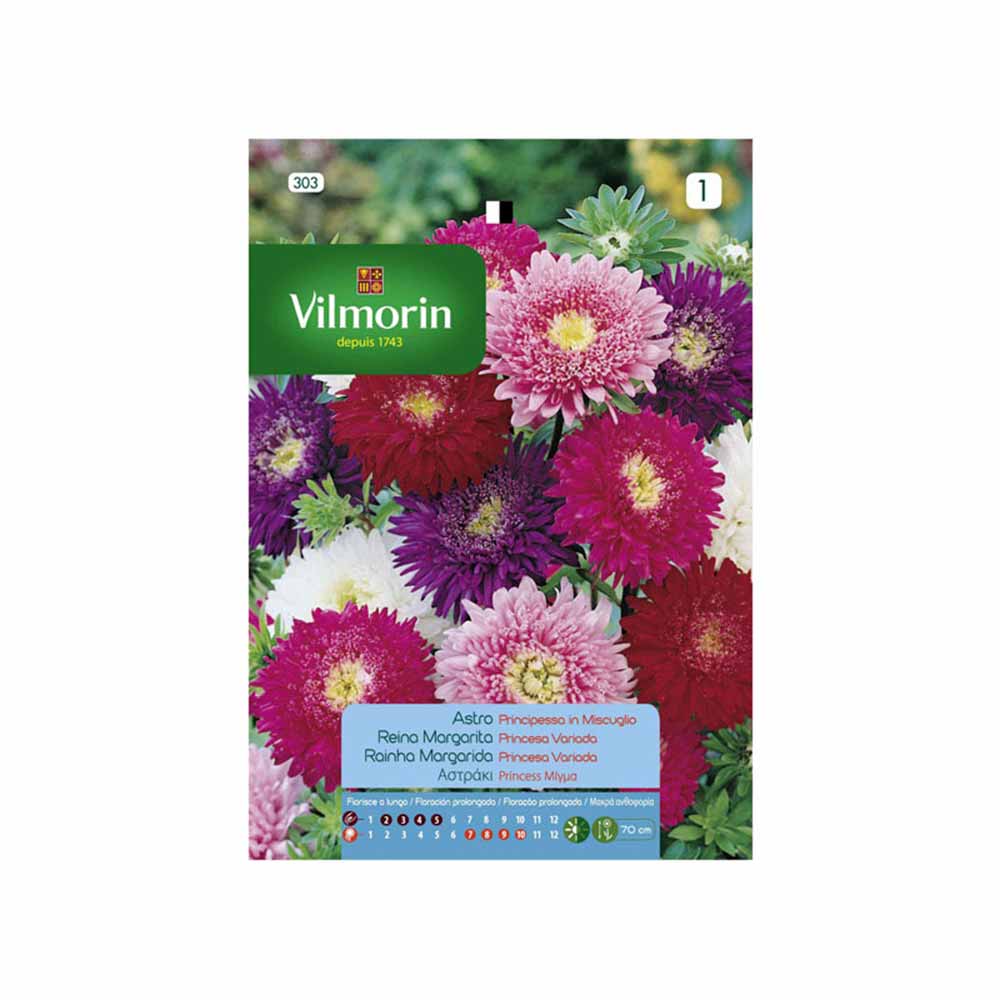 VILMORIN Queen Daisy Princess Seeds 0.6gr